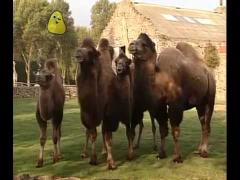 Cbeebies Come Outside Frogs -Newest Cbeeb - YouTube