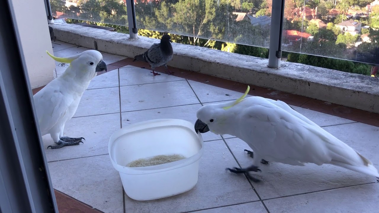 Cockatoos coming from all around to say Good Morning 1 - YouTube