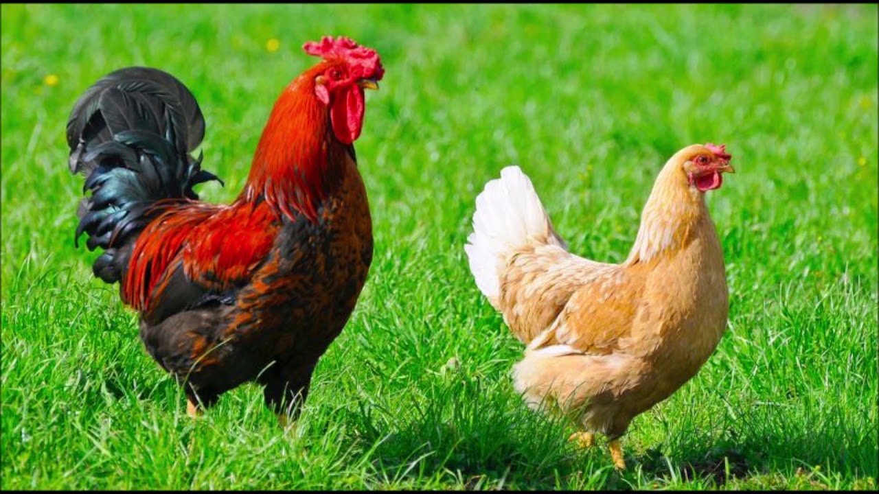 Horoz Sesi - YouTube