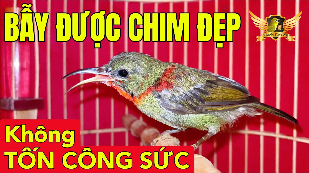 Cách Bẫy Chim Nhàn Nhất Không Tốn Công Sức Và Cái Kết Được Chim Quá Đẹp ...