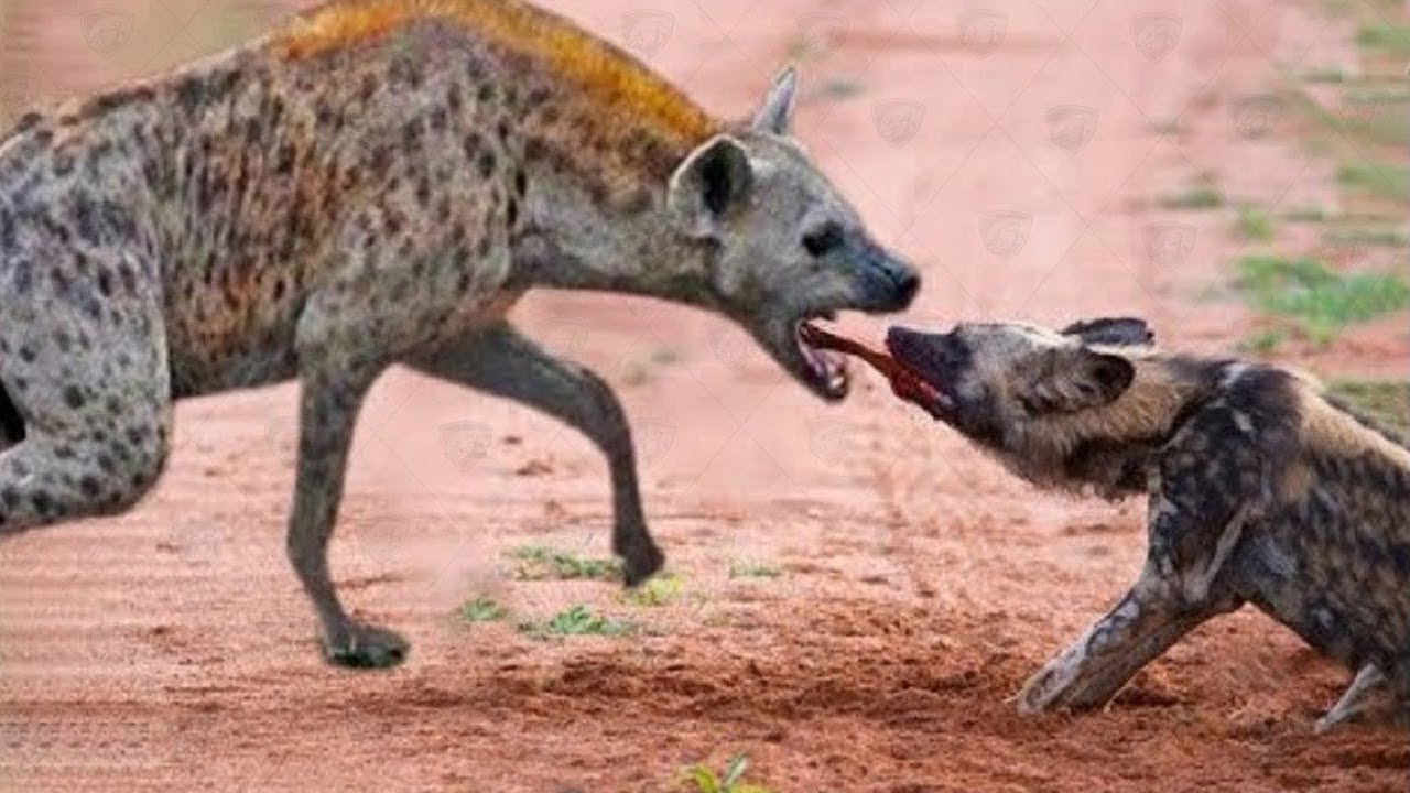 80 Times Animals Messed With The Wrong Opponent - YouTube