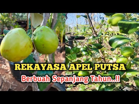Mau?? Tanam Pohon Apel Putsa Tak Pakek Lama Langsung Berbuah Lebat ...