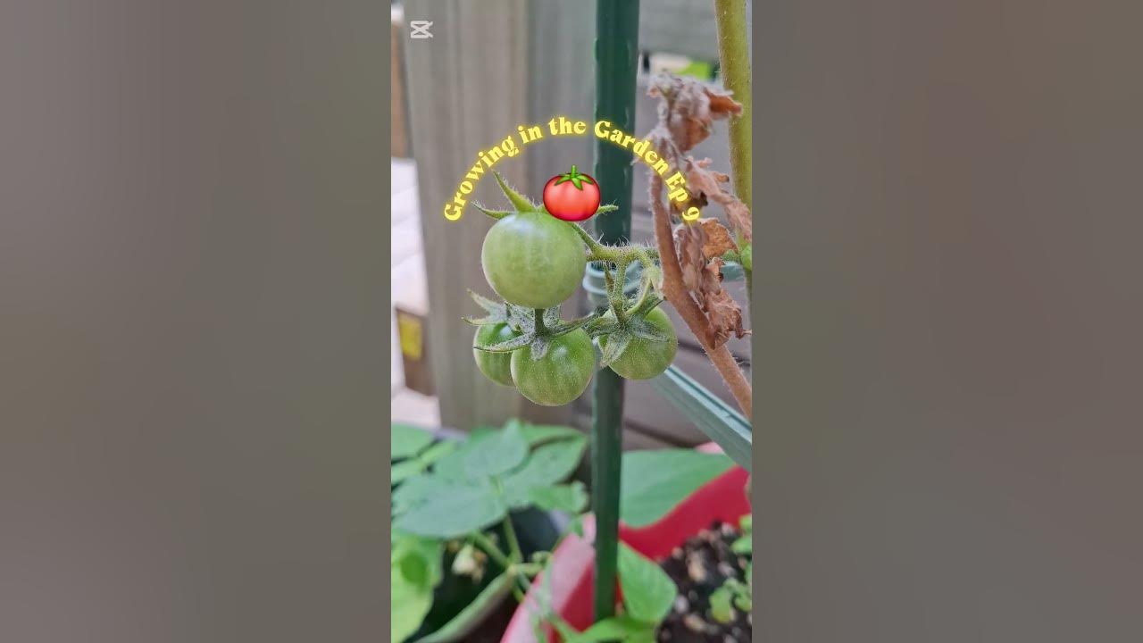 growing in the garden ep 9: 🍅🍅 #gardentips #gardening #strawberries # ...