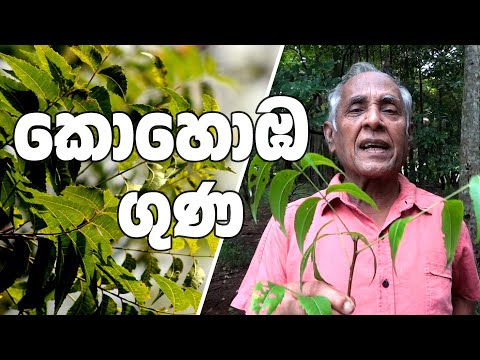 කොහොඹ වල ගුණ. චර්ම රෝග ඇතුලු රෝගාබාධ රැසකට ගුණදෙන ආයුර්වේදීය ඔසු.