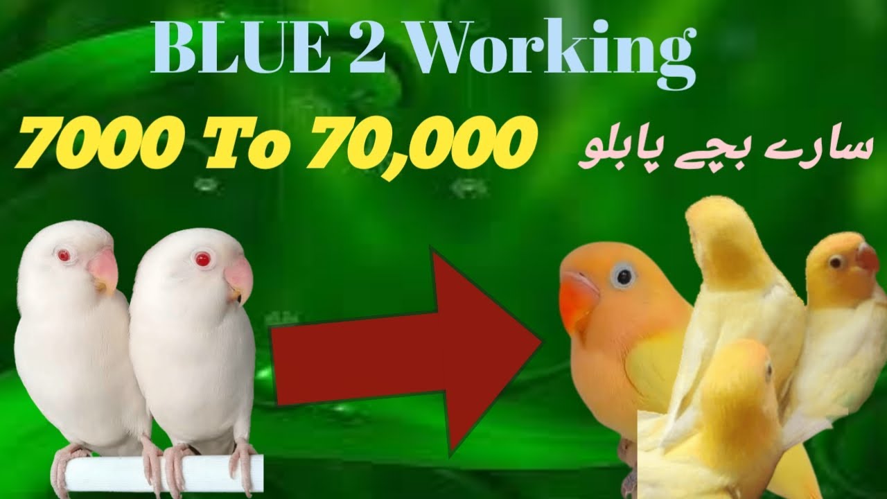 Blue 2 Confirmed | What is Blue 2 lovebirds? - YouTube