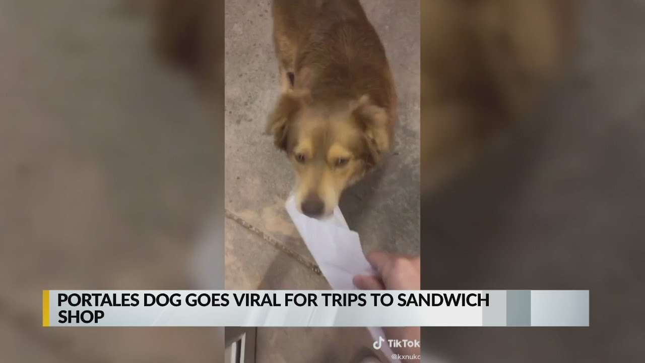 Video of New Mexico dog 'Subway Sally' goes viral - YouTube