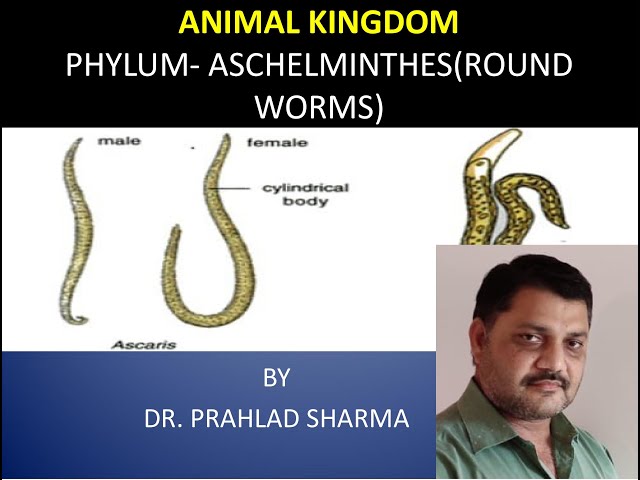 Phylum Aschelminthes Filarial Worm
