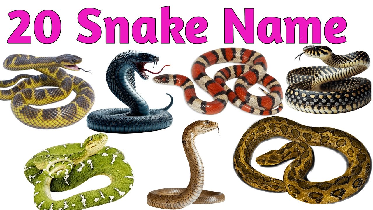Snake for Children | Know the Crawling Reptile | Fun Snake Learning ...