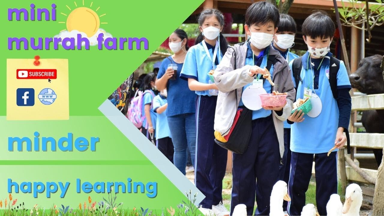 mini murrah farm - YouTube