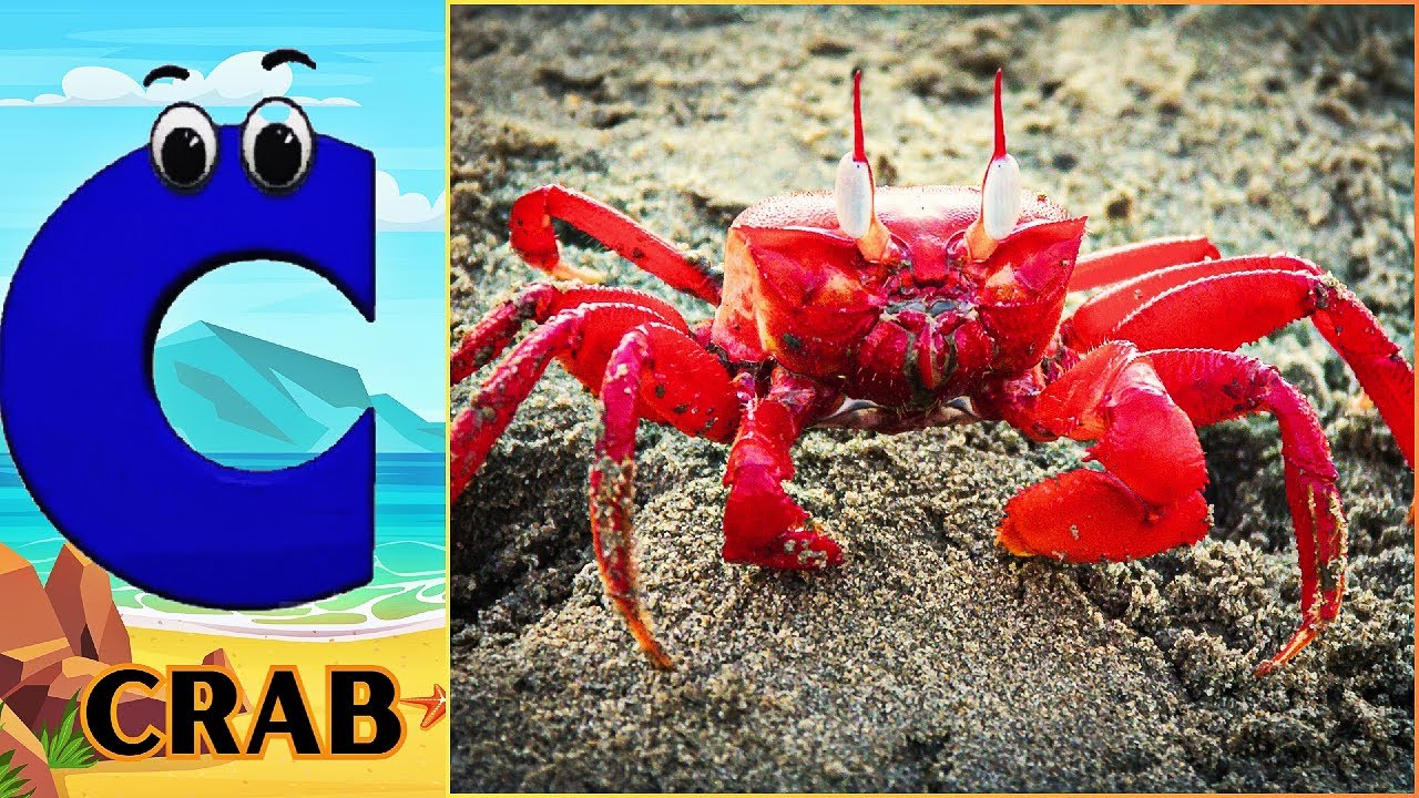ABC - Alphabet Song - ABC Song - Collection - 2024 #1196 - YouTube