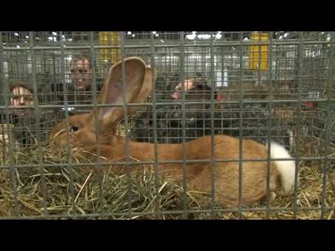 33. Bundeskaninchenschau in Leipzig 2017 Deutsche Riesen gelb Johannes ...