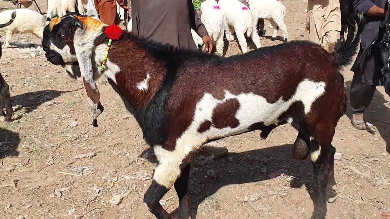 Biggest And Expensive Goats In Sahiwal Bakra Mandi 2024 - YouTube