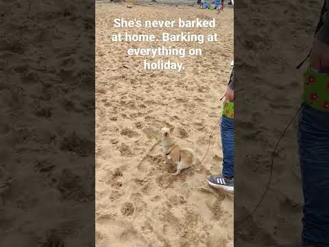 She's never barked at home. Barking at everything on Holiday.
