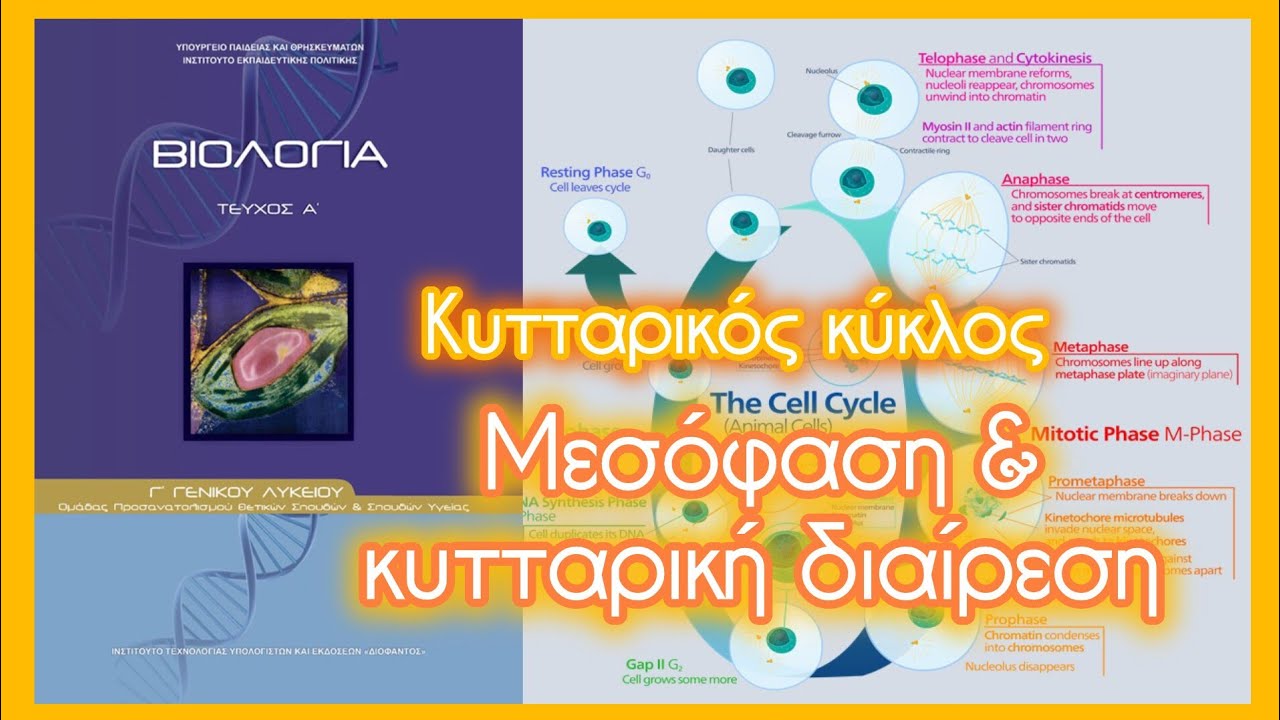 Μεσόφαση & κυτταρική διαίρεση • Κυτταρικός κύκλος • Κεφ. 4.1 - YouTube