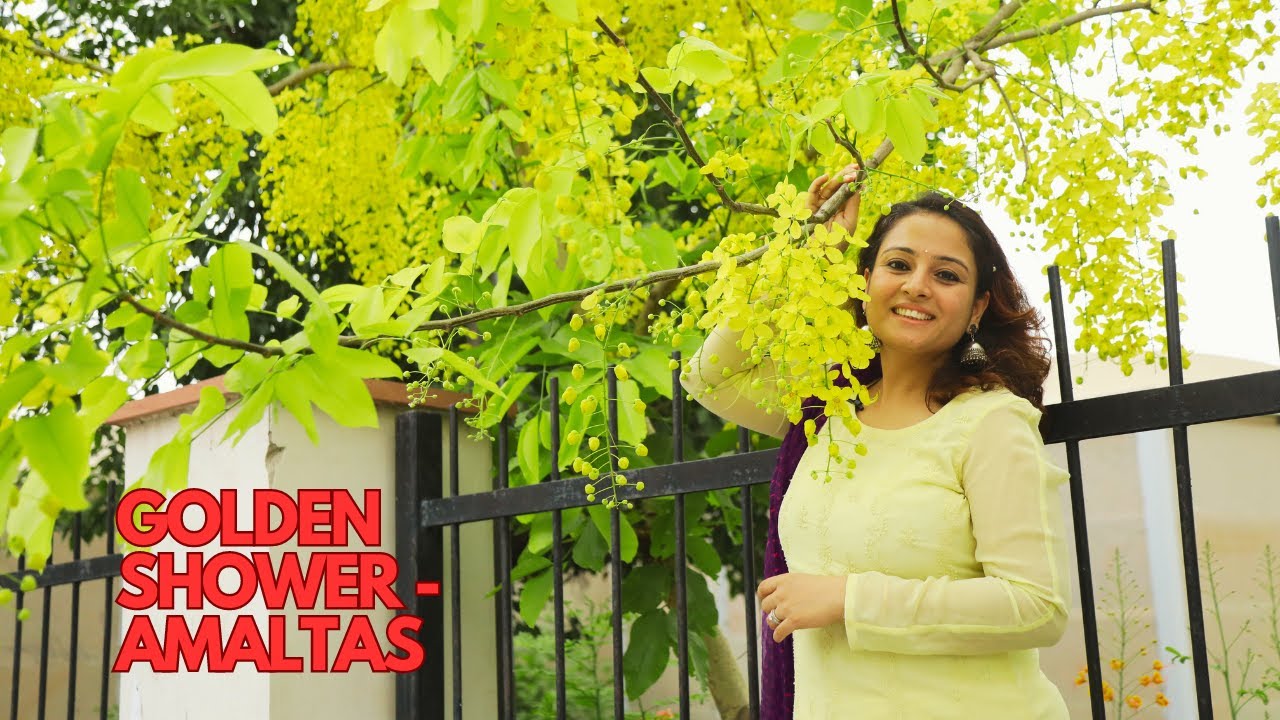 Amaltas Ke Fayde, Amaltas ka Tree, Amaltas, amaltas ka ped, Golder ...