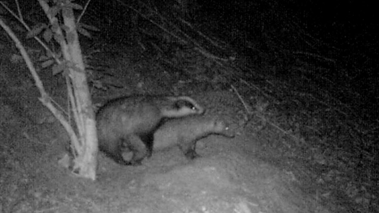 Badgers Mating - YouTube