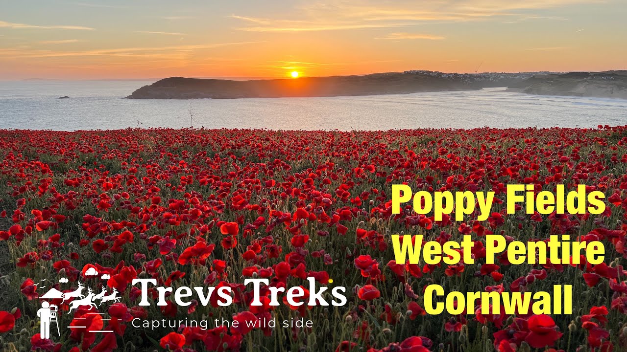 National Trust Poppy fields West Pentire Porth (Polly) Joke Cornwall ...