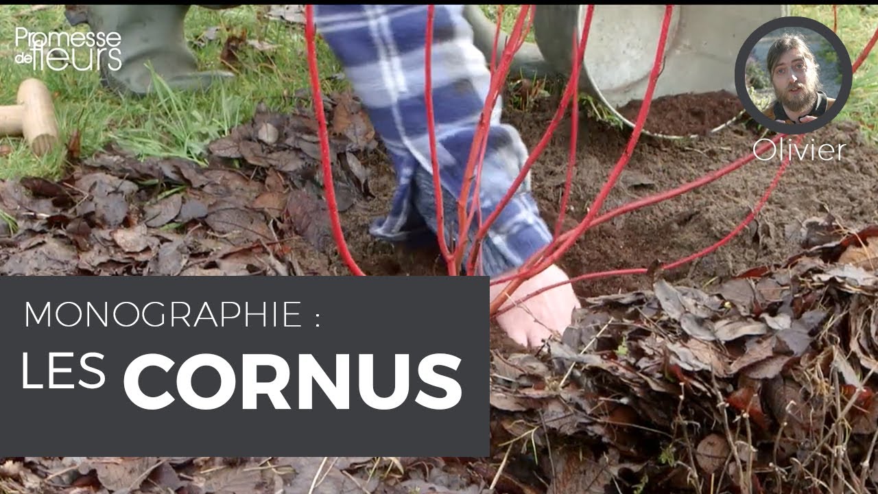 Monographie : les cornus - YouTube