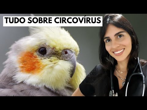 Circovirus em Aves - Tudo sobre essa doença gravíssima - YouTube