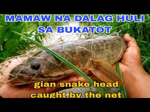 MAMAW NA DALAG, HULI SA BUKATOT|GIANT SNAKE HEAD CAUGHT BY THE NET ...
