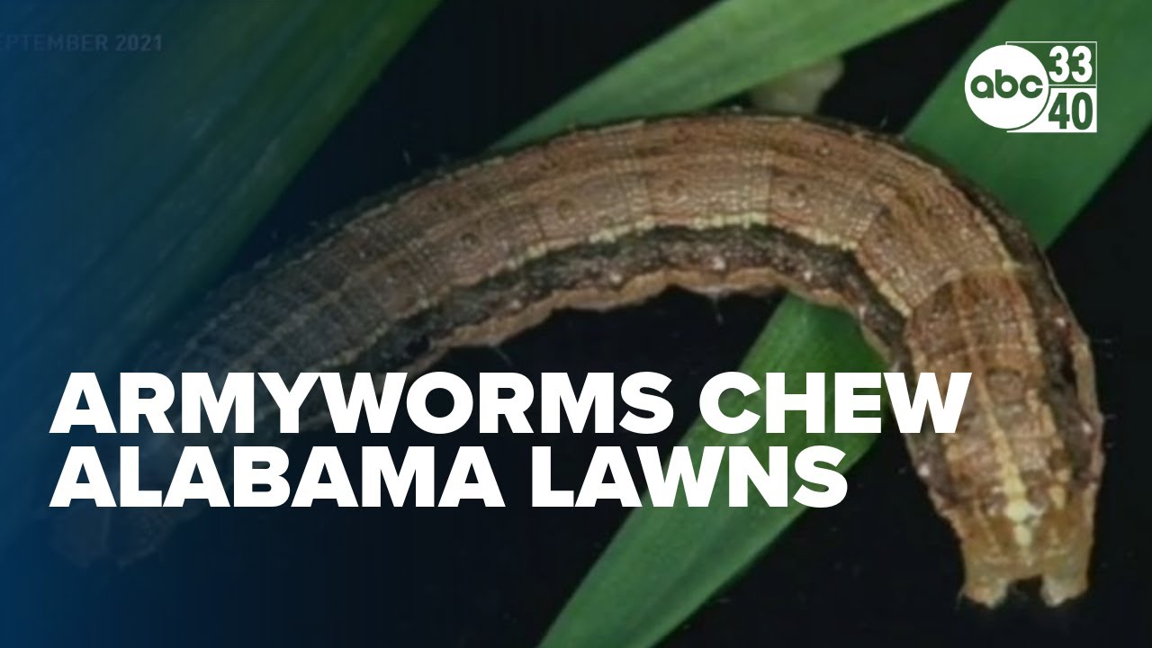 Experts advise early treatment as fall armyworms chew through Alabama ...