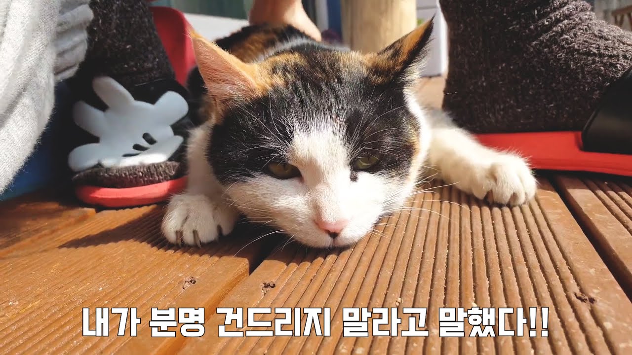졸린데 건드린다고 성질이란 성질은 다 내는 고양이가 하찮고 귀엽다 Sleepy cat gets angry when touched ...