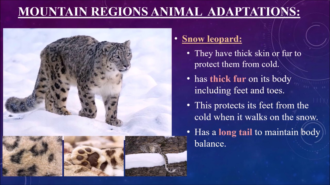 Living organisms and their surroundings ADAPTATIONS IN TERRESTRIAL ...