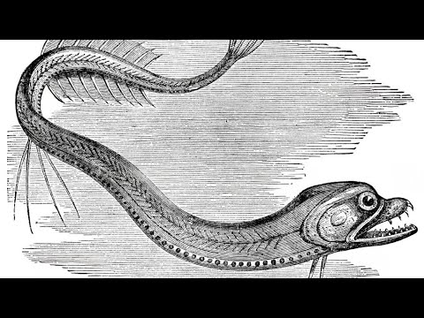 The Mysterious and Beautiful Deep Sea Dragonfish,deep sea dragonfish ...