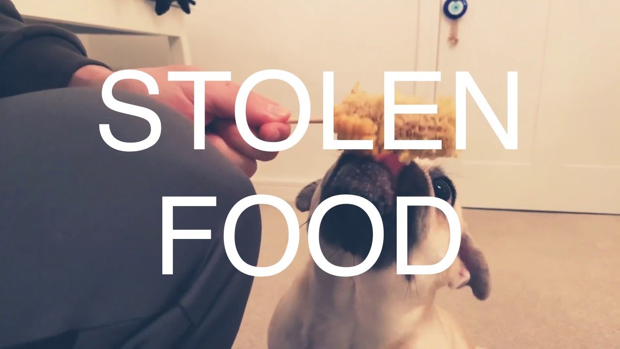 CUTEST PUG EATING CORN 🌽 - YouTube