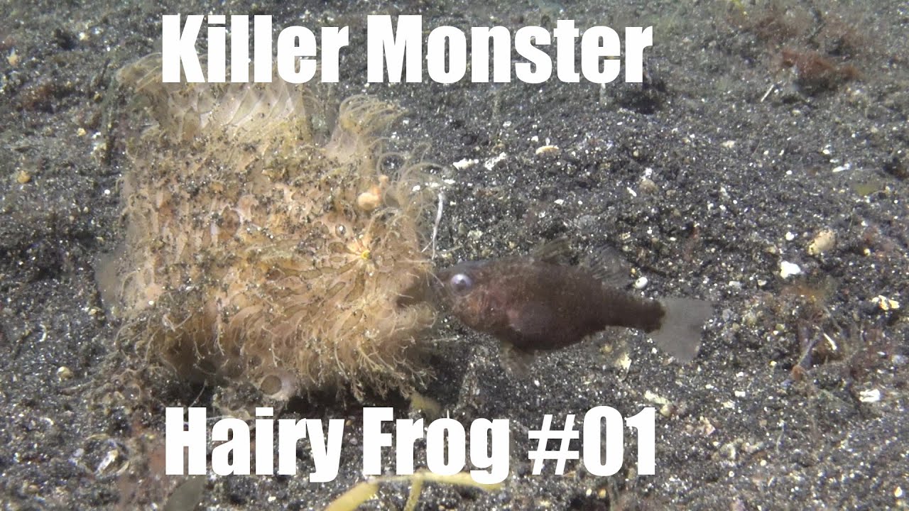 Diving Philippines #11 - Killer Monster Hairy Frogfish hunting and ...