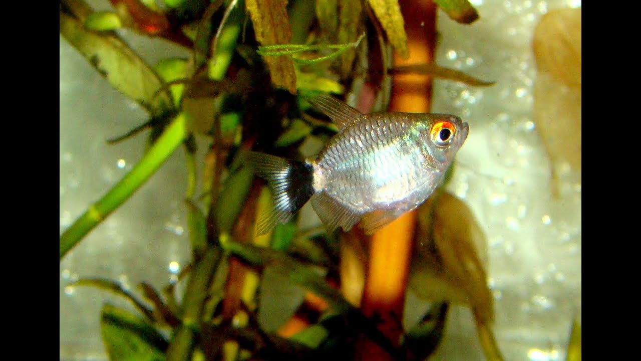Baloon Red Eyes Tetra - YouTube