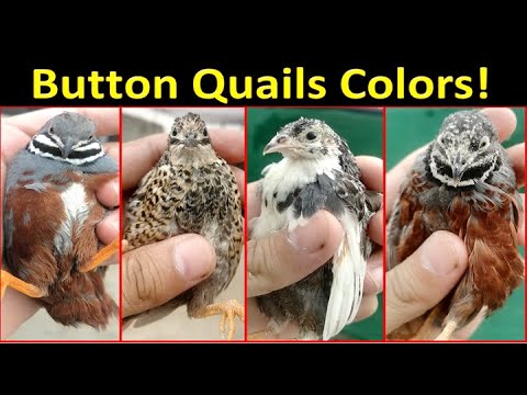 Different Colors of Button Quails Tiny cute Bird Colorful & Beautiful ...