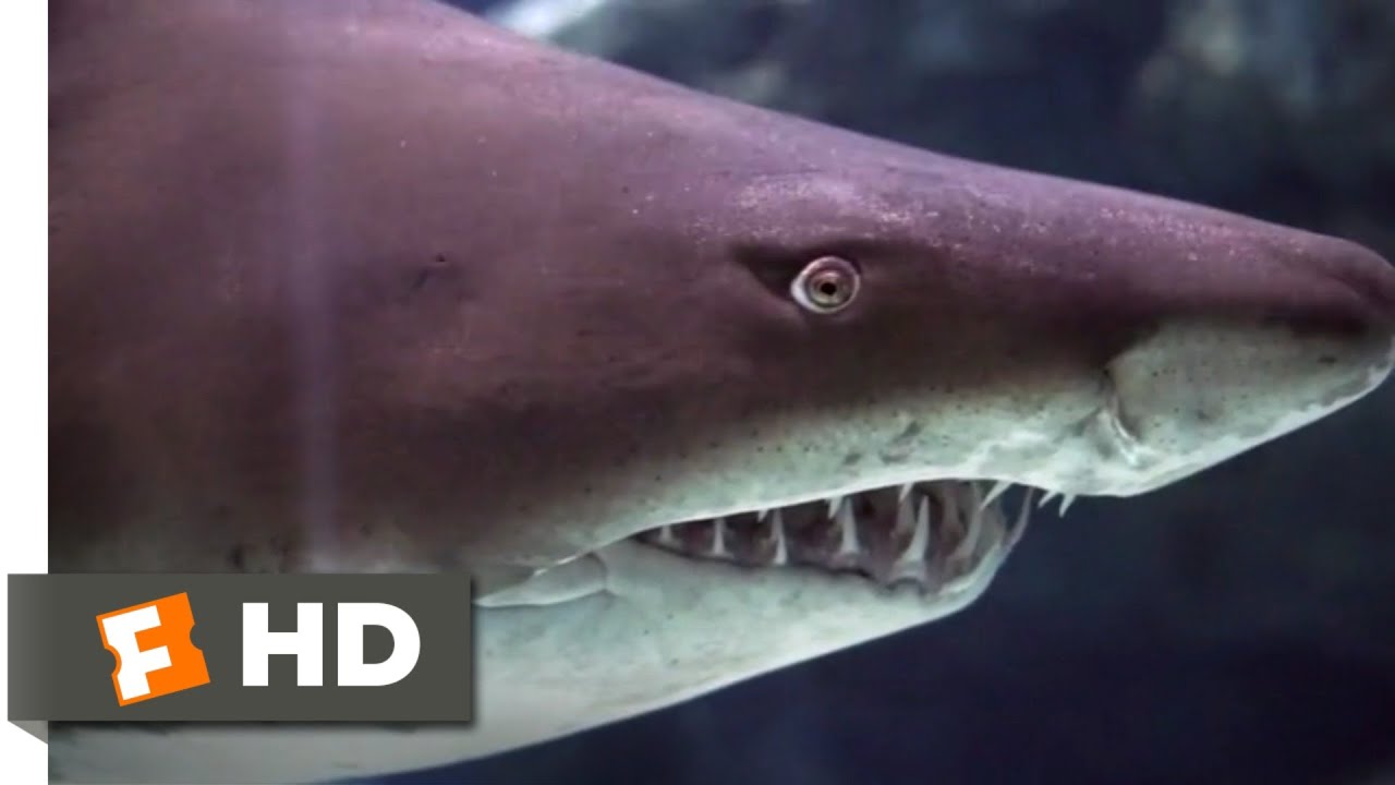 Fishtales (2016) - Swarm Of Sharks Scene (5/8) | Movieclips - YouTube
