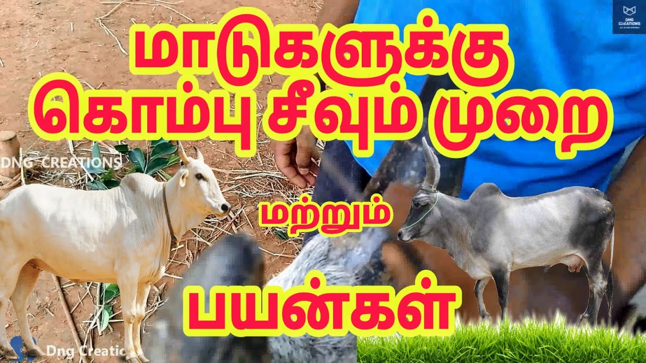 மாடுகளுக்கு கொம்பு சீவும் முறை மற்றும் பயன்கள் | Horn combing for cows ...
