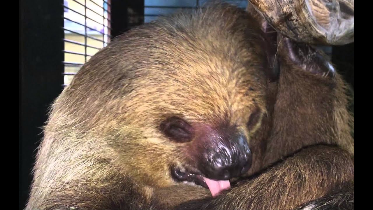 Sleepy Sloth - YouTube