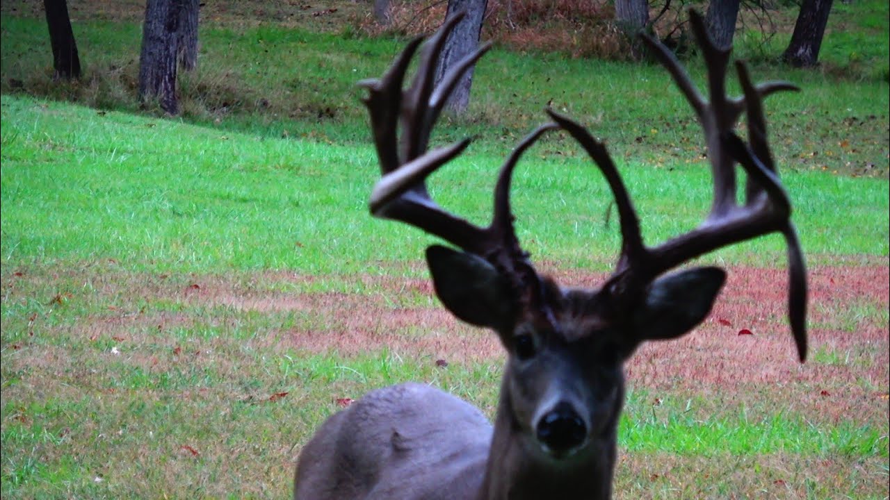 Big 12 Point Buck - YouTube