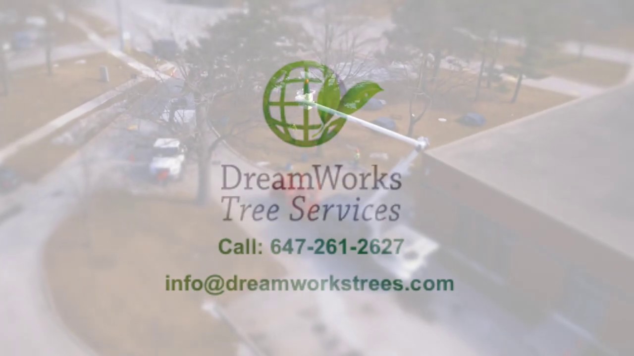 DreamWorks Tree Services - YouTube