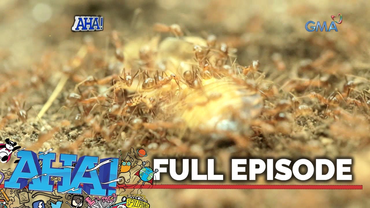 AHA!: The secret life of ants | Full Episode - YouTube