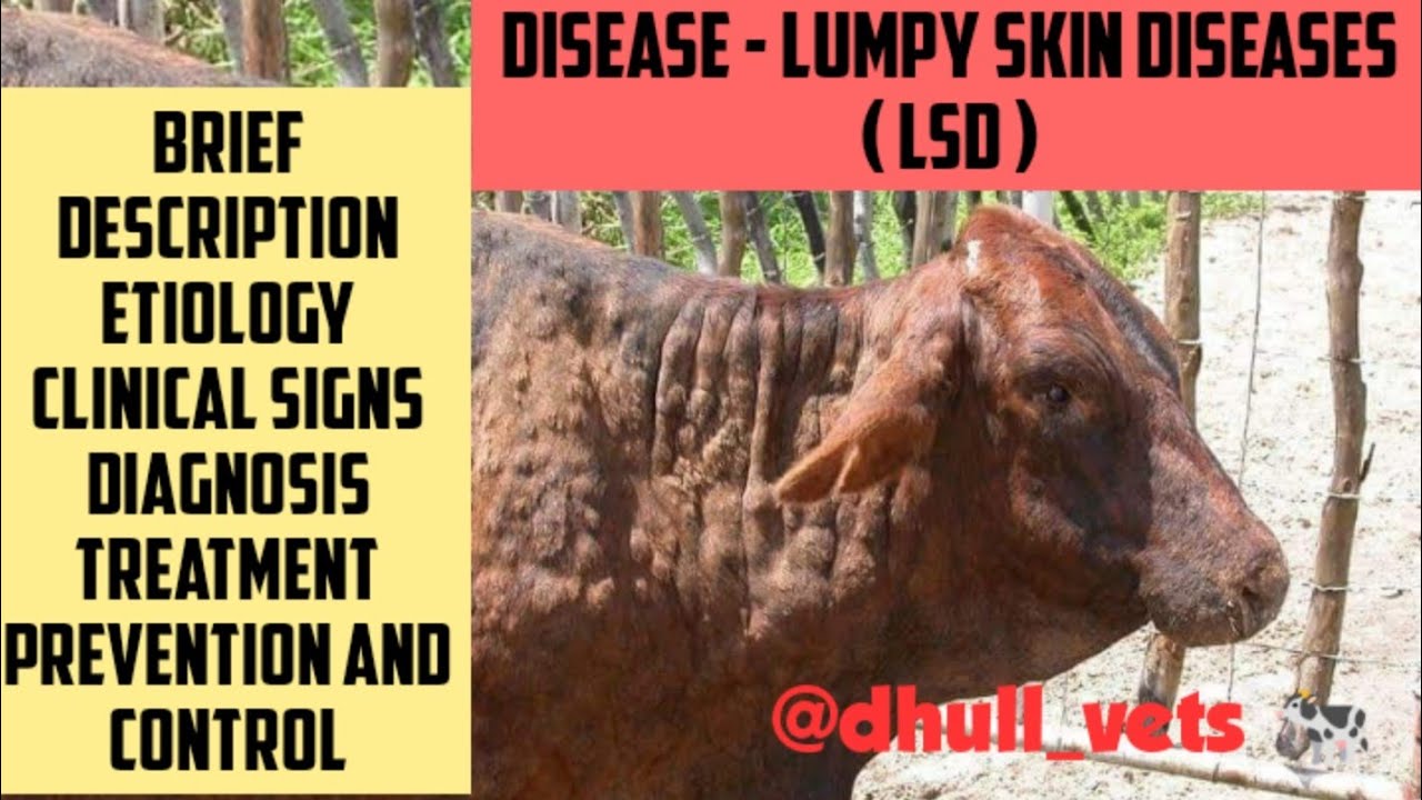 Lumpy skin disease || Clinical signs and treatment || Dhull vets ...