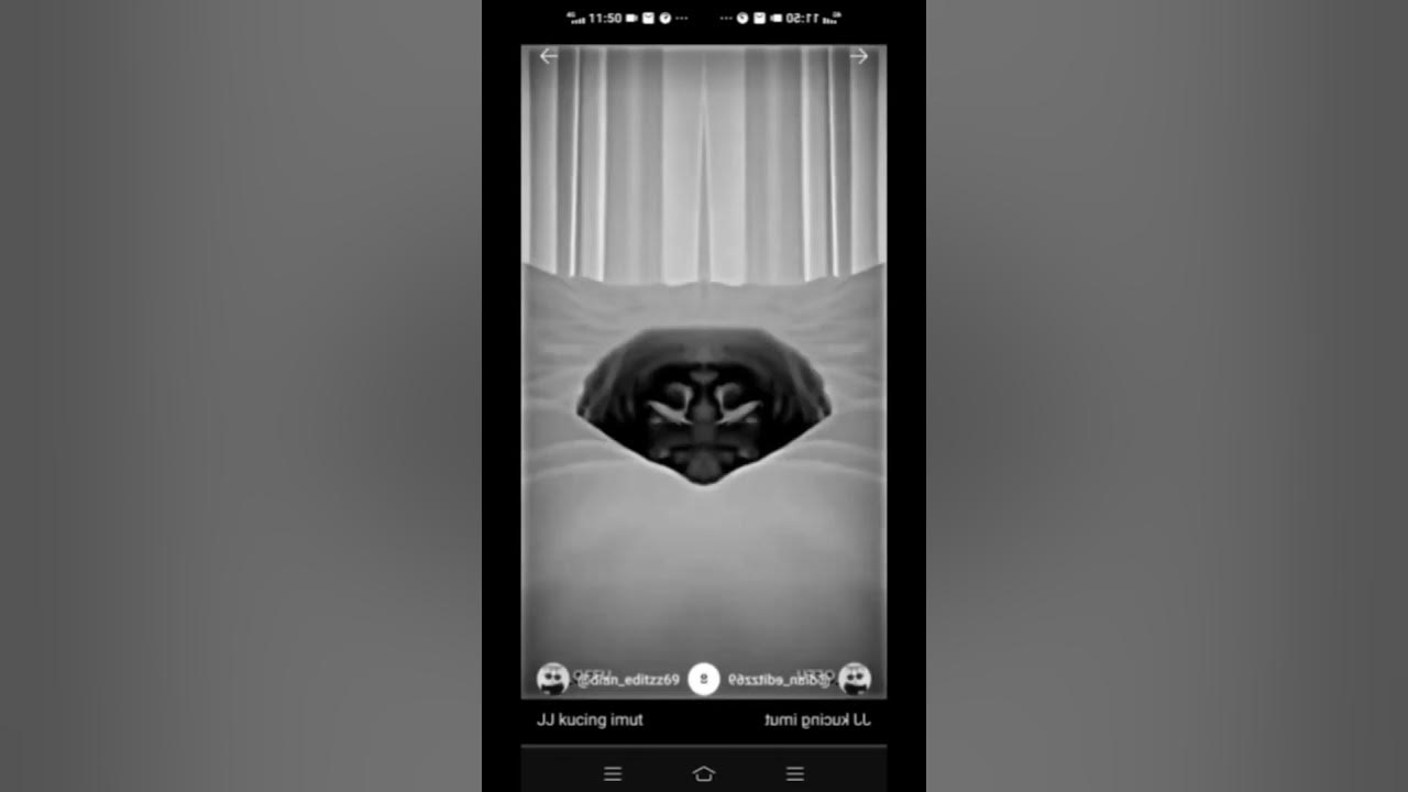 jj kucing imut in invert black and white Reversed / b&w Reversed +CoNfUsIoN - YouTube