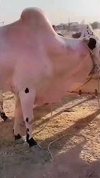 First truck unloading at bhatta Chowk mandi 2024 - YouTube