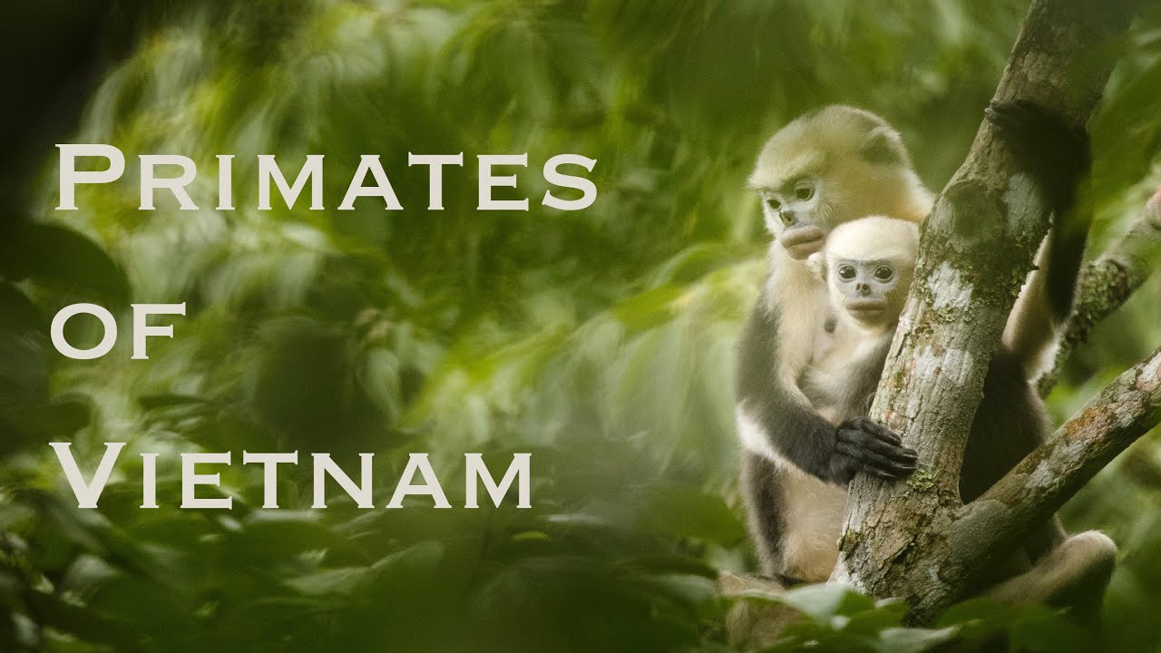 Primates of Vietnam - YouTube