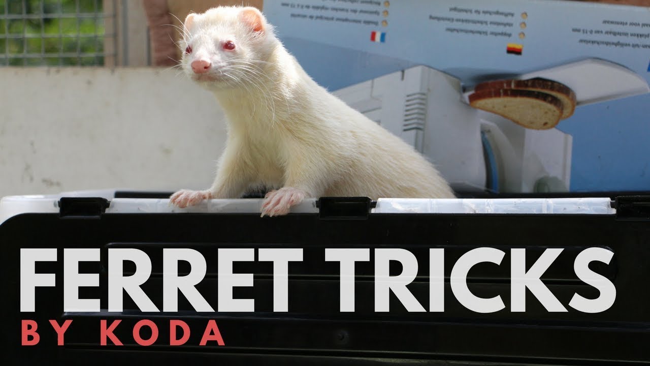 Ferret tricks // Koda (part 1) - YouTube