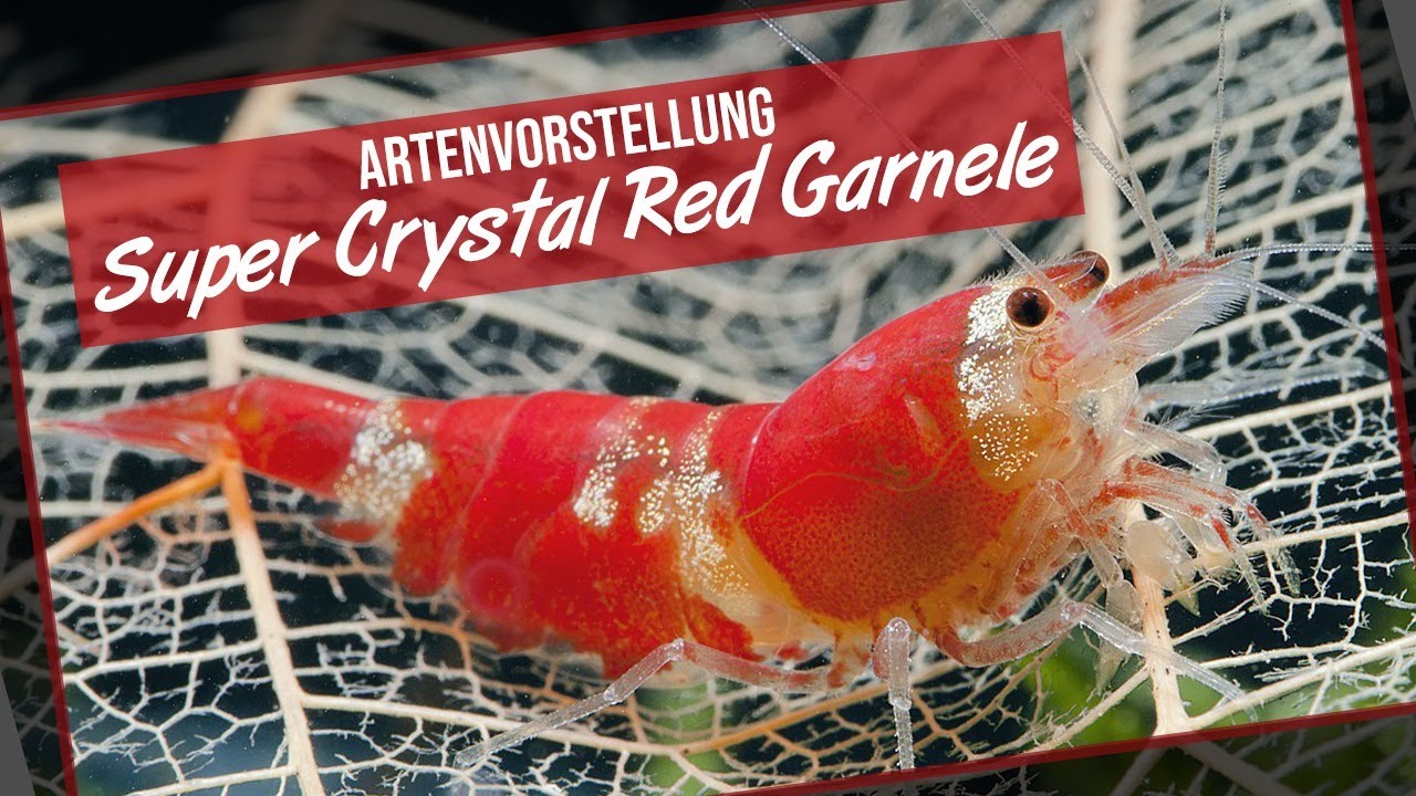Die Super Crystal Red Garnele - Artenvorstellung - YouTube