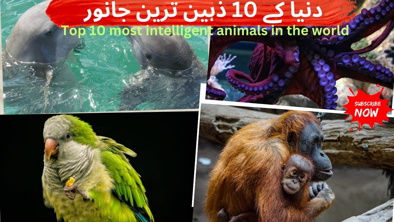 Top 10 most intelligent animals in the world l دنیا کے 10 ذہین ترین ...