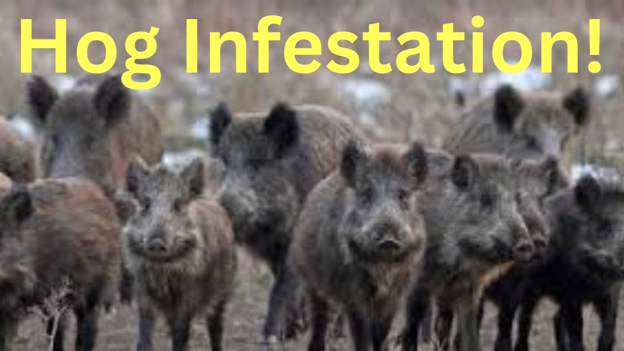 2023 10/3 11:40pm hog infestation - YouTube
