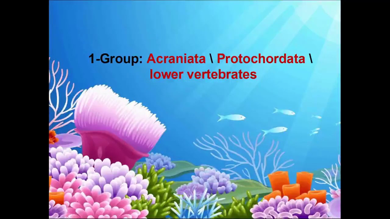 chordata protochordata classification by Dr Yogita - YouTube