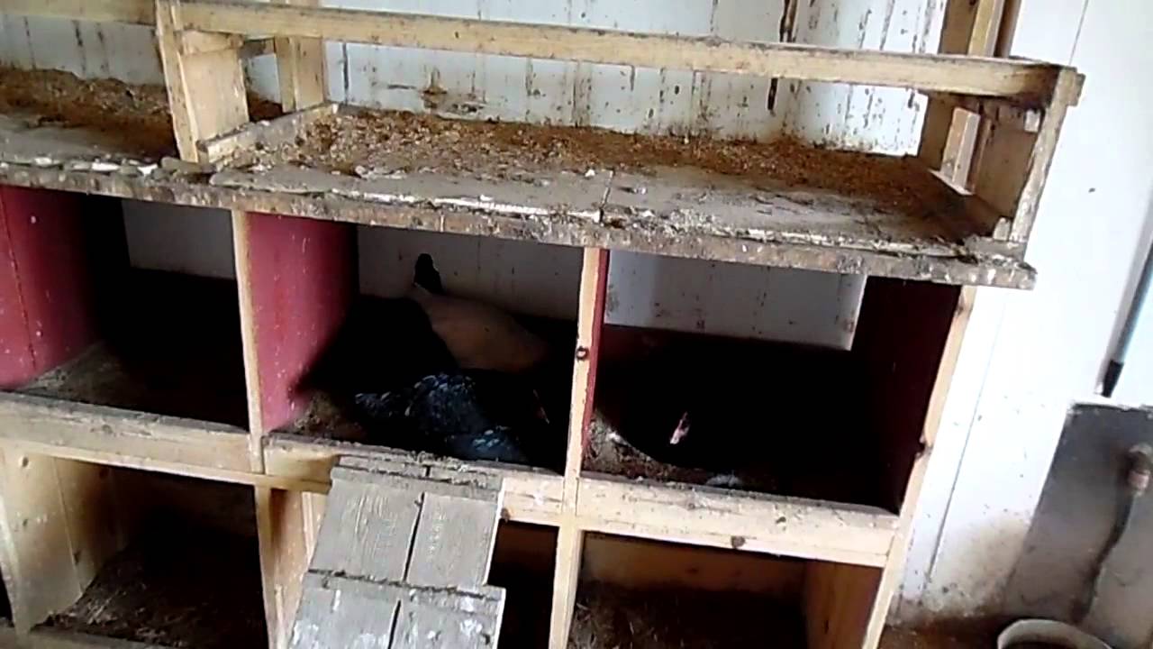 running chickens and splashing water! - YouTube