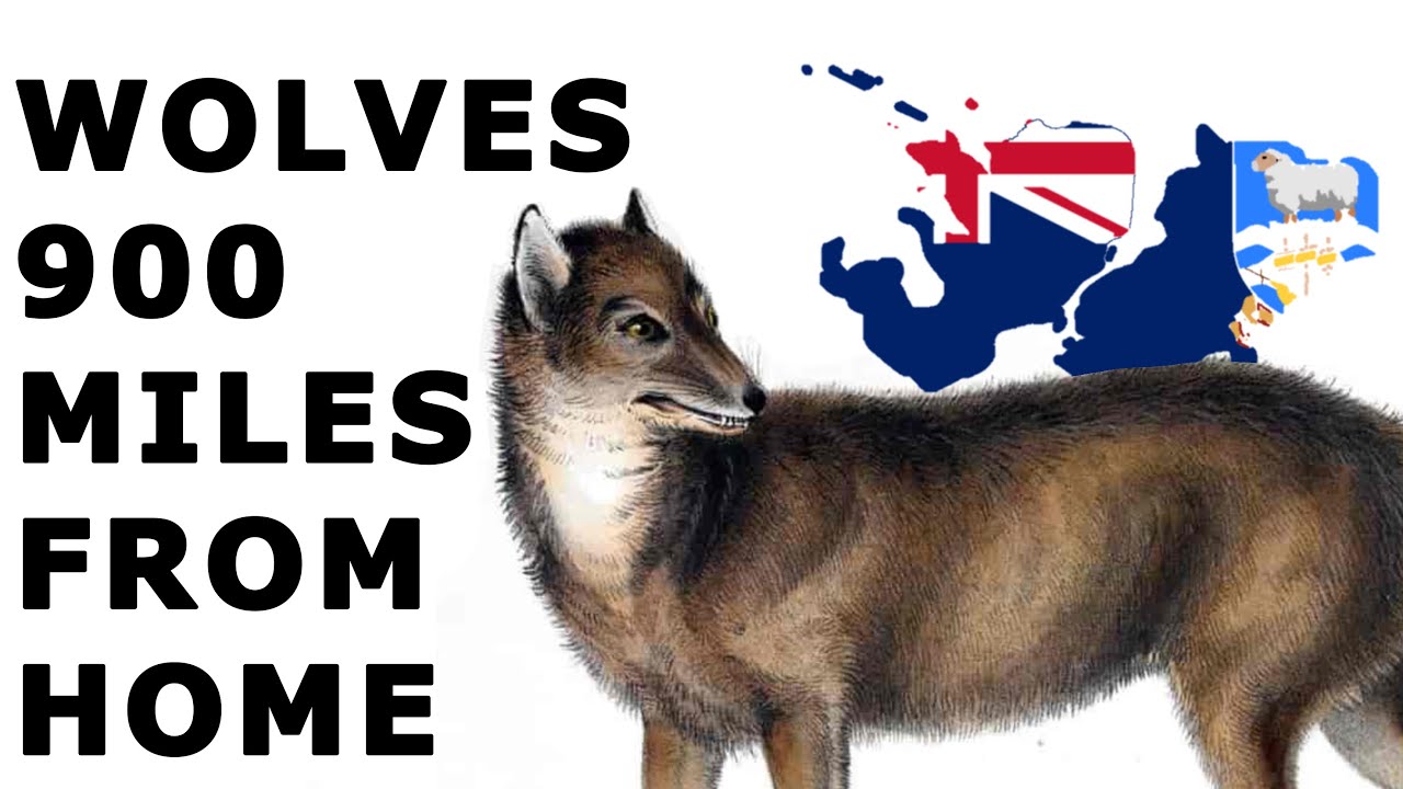 When Wolves Roamed The Falklands | The Falklands Warrah - YouTube