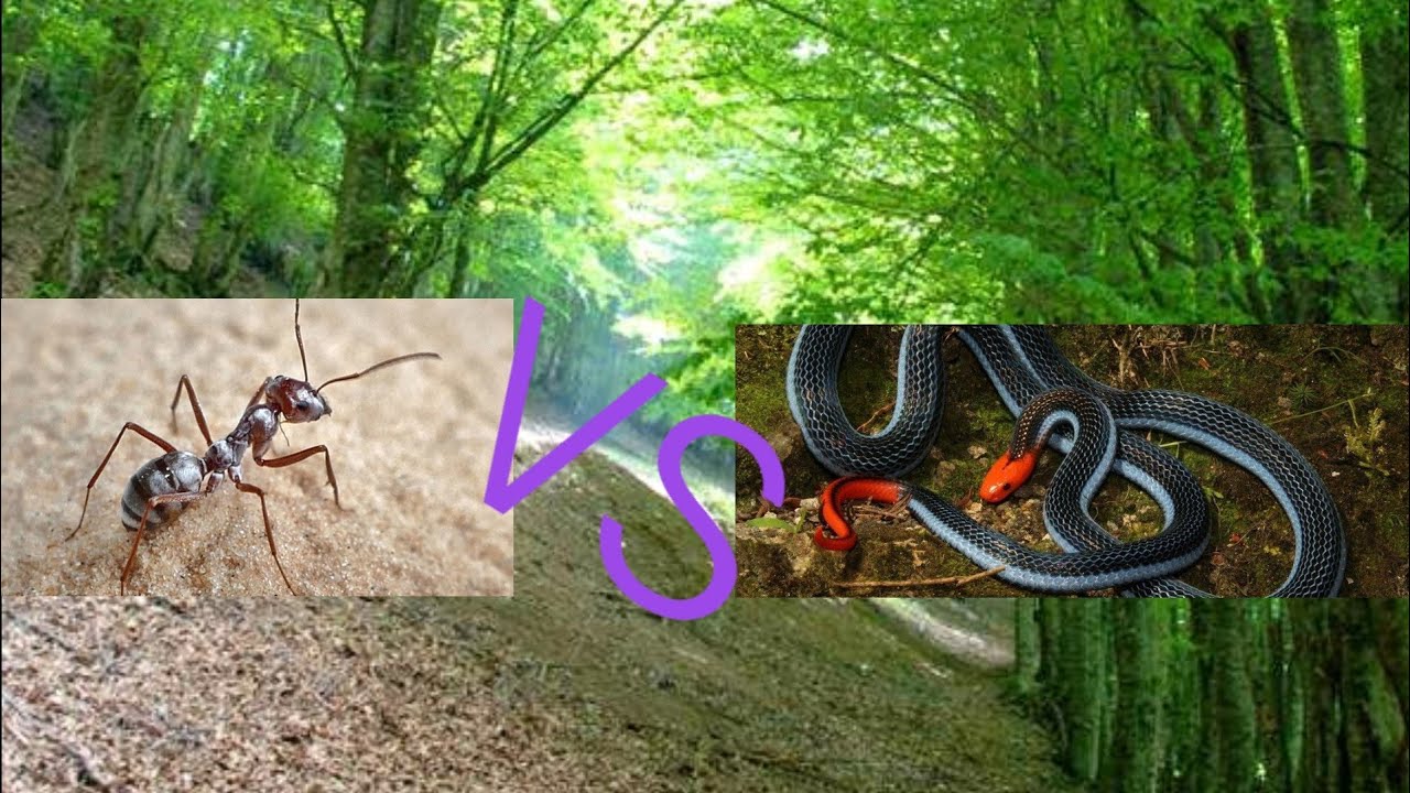 Discovary ant vs snake - YouTube